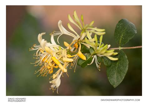 Lonicera Periclymenum