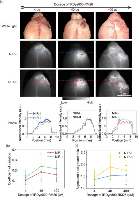 Contrast Quantification Of Nir‐i Ii Fluorescence Imaging For C57bl 6 Download Scientific