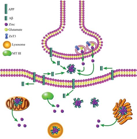Both Extra And Intracellular Zinc Contribute To The Toxic Aggregation