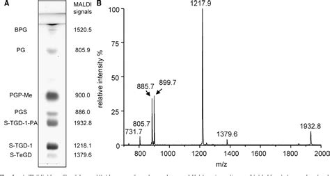Figure 3 From Maldi Tof Ms Analysis Of Archaebacterial Lipids In Lyophilized Membranes Dry Mixed
