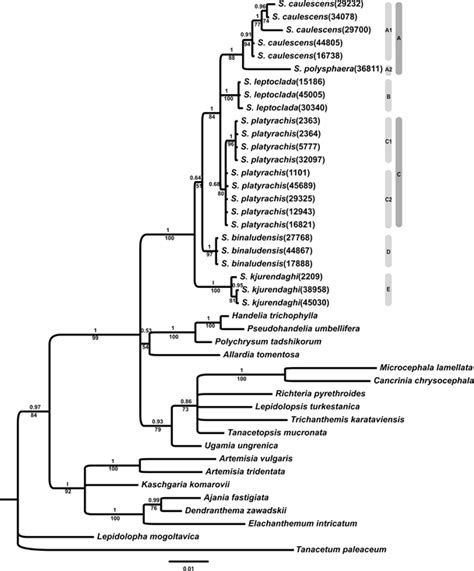 50 Majority Rule Consensus Tree Resulting From The Bayesian