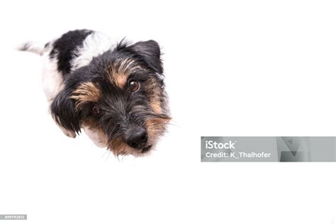 잭 러셀 테리어 3 세 머리 스타일 러프귀여운 작은 강아지흰색 배경에 고립 개에 대한 스톡 사진 및 기타 이미지 개 하이 앵글 위를 보기 Istock