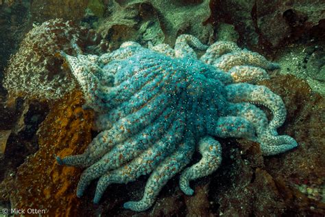 Sunflower Seastar Facts At Charles Casale Blog