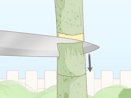 Ways To Grow Hybrid Plants WikiHow