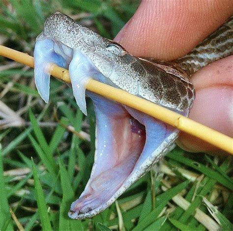 How Snake Fangs Evolved To Fit Their Prey Wildest