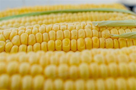 What Is Bt Corn Benefits And Concerns Explained Plant Grower World
