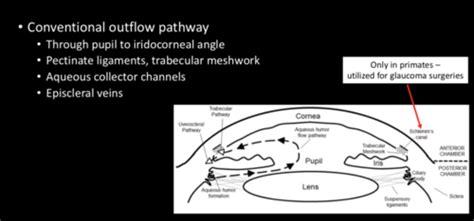 Glaucoma Flashcards Quizlet