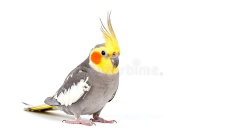 Vibrant Cockatiel Bird Portrait With Fluffy Crest Against White