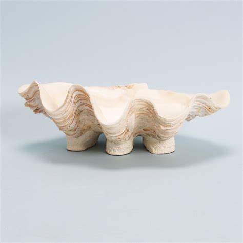 Clam Shell On Custom Stand