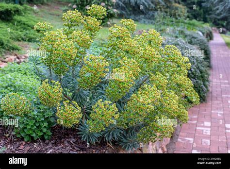 Euphorbia Is A Very Large And Diverse Genus Of Flowering Plants