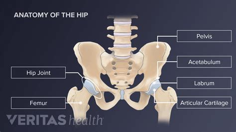 Your Visual Guide To Hip Anatomy Sports Health