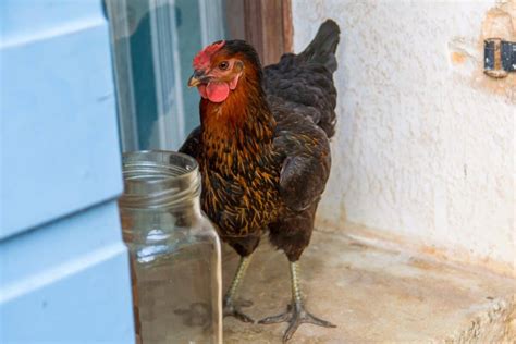 Black Sex Link Chicken Breed Profile Care Guide And Facts Black Sex Link Chicken Breed Profile Care Guide And Facts