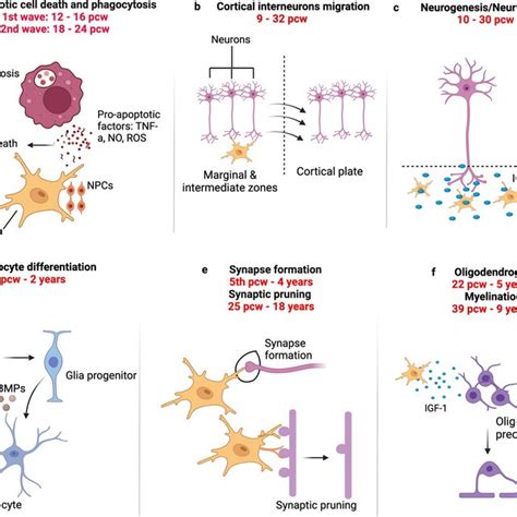 Main Functions Of Microglia In The Developing Human Cns A Microglia Download Scientific