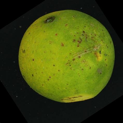 orangediseases object detection dataset and pre trained model by aadi