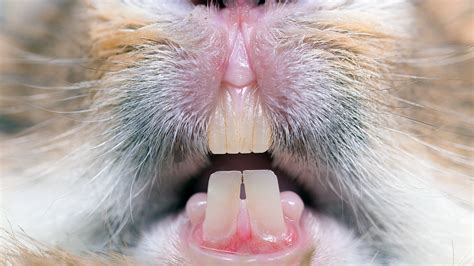 How To Care For Your Rabbits Teeth Planet Pet