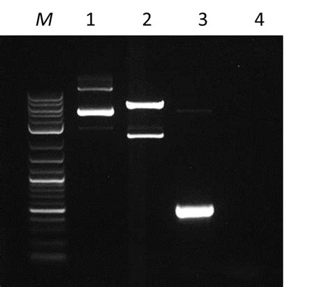 SPINeasy Plasmid Midiprep Kit preps Công ty TNHH Dược F D C