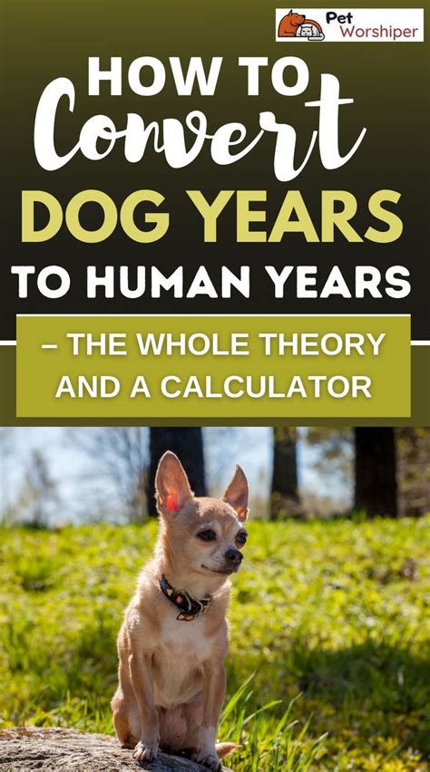 Dog Age Calculator Convert Dog Years To Human Years Artofit