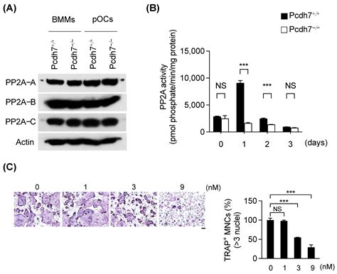 Pp2a Mediated Gsk3β Dephosphorylation Is Required For Protocadherin 7