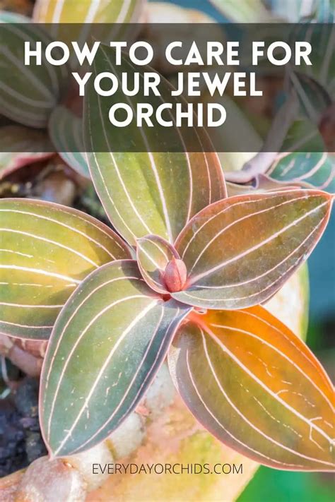 Jewel Orchid Care Guide Everyday Orchids