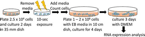 Schematic Of Embryoid Body Eb Formation Protocol Download