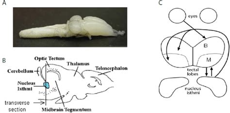 Frog Dissection Brain Filethe Biology Of The Frog 1927