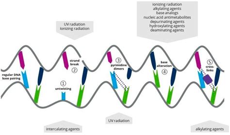 Random Mutagenesis Service For Algae Algae