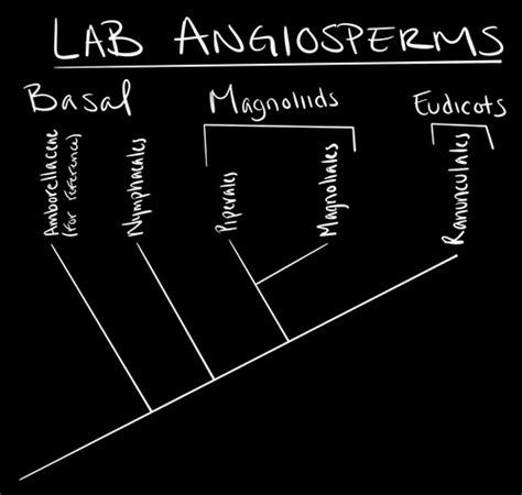 Basal Angiosperms And Basal Eudicots Flashcards Quizlet