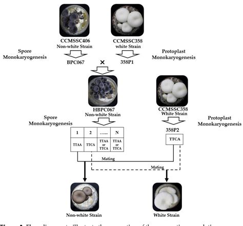 figure 1 from development of cleaved ampliﬁed polymorphic sequence