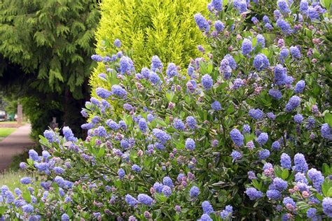 19 Drought Tolerant Trees And Shrubs For A Water Wise Garden — Seattle