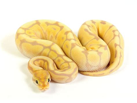 Banana Bumble Bee Mojave Morph List World Of Ball Pythons Ball