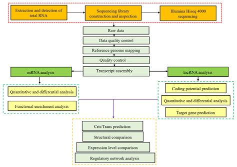 Comparative Transcriptome Profiling Of MRNA And LncRNA Of Mouse Spleens Inoculated With The