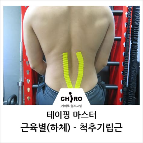 영등포pt 당산 체형교정 카이로 헬스교실에서 알려주는 방형 회내근 테이핑스포츠 테이핑 효과 네이버 블로그