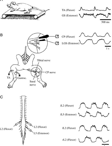 A Pattern Of Flexor And Extensor Muscle Activity Recorded From A Download Scientific Diagram