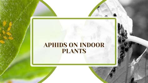 How To Get Rid Of Aphids On Indoor Plants Reasons And Ways Plant America