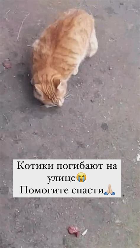 ️🐈 Котики г Московский🐈 ️ СПАСИБО ОГРОМНОЕ ВСЕМ ️КТО ПОМОГ ОПЛАТИТЬ ещё один месяц передержки