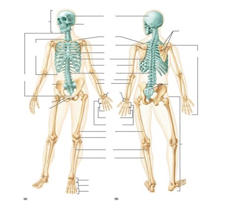 Skeleton Overview LAB Diagram Quizlet