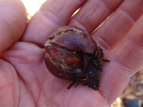 Fallen Oak Catskill Forest Association