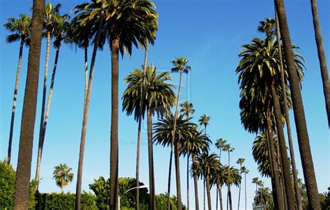 🔥 [50 ] California Palm Trees Wallpapers Wallpapersafari