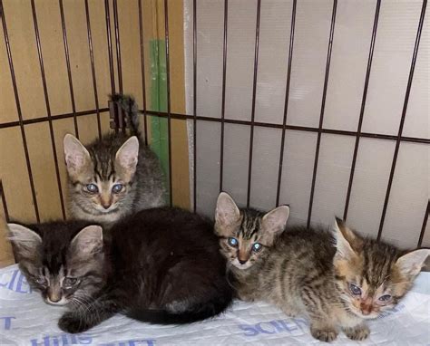猫風邪が重症化していた4匹の子猫達 NPO法人ドリームキャット