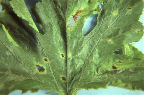 Cucurbit Scab Long Island Vegetable Health