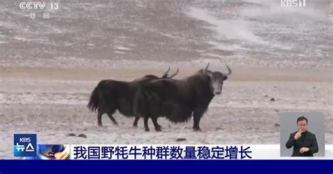 중국 “티베트 야크 개체 수 안정적 증가”