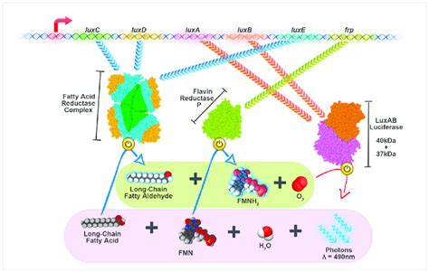 Schematic Of A Self Contained Lux Operon System The Lux Operon Usually
