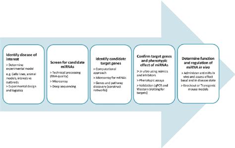 A Workflow Approach For Mirna Pathway And Function Analysis Download A Workflow Approach For Mirna Pathway And Function Analysis Download