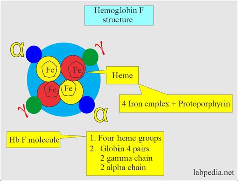 Fetal Hemoglobin Hbf Alkali Resistant Hemoglobin