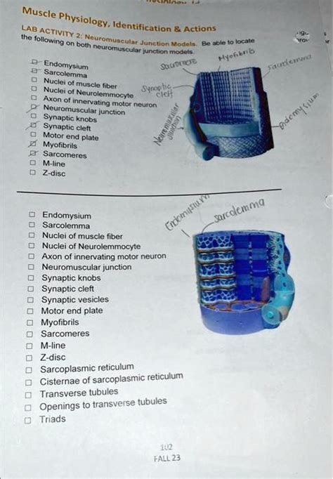 Muscle Physiology Identification Actions Lab Activity 2 Neuromuscular Junction Models Be Able