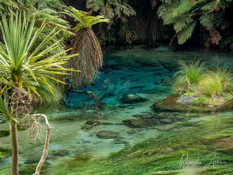 Blue Spring Putaruru Crystal Clear Water At Te Waihou Walkway