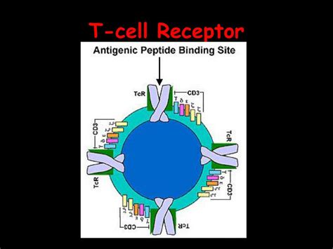 Ppt T Cell Receptor Powerpoint Presentation Free Download Id4752004