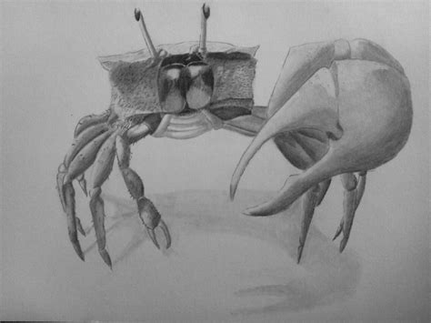 A Drawing Of A Crab With Two Claws On It S Back And One Arm