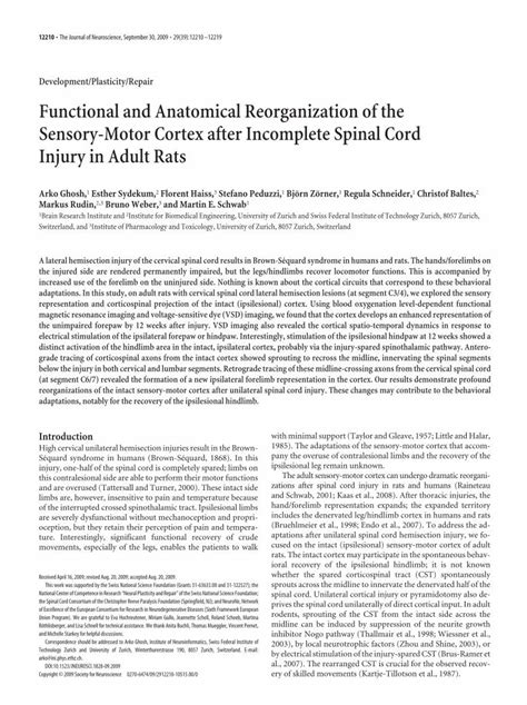Pdf Functional And Anatomical Reorganization Of The Sensory Motor Dokumen Tips