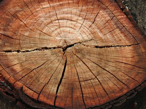 Cross Section Of Tree Trunk Stock Photo Image Of Growth Rings